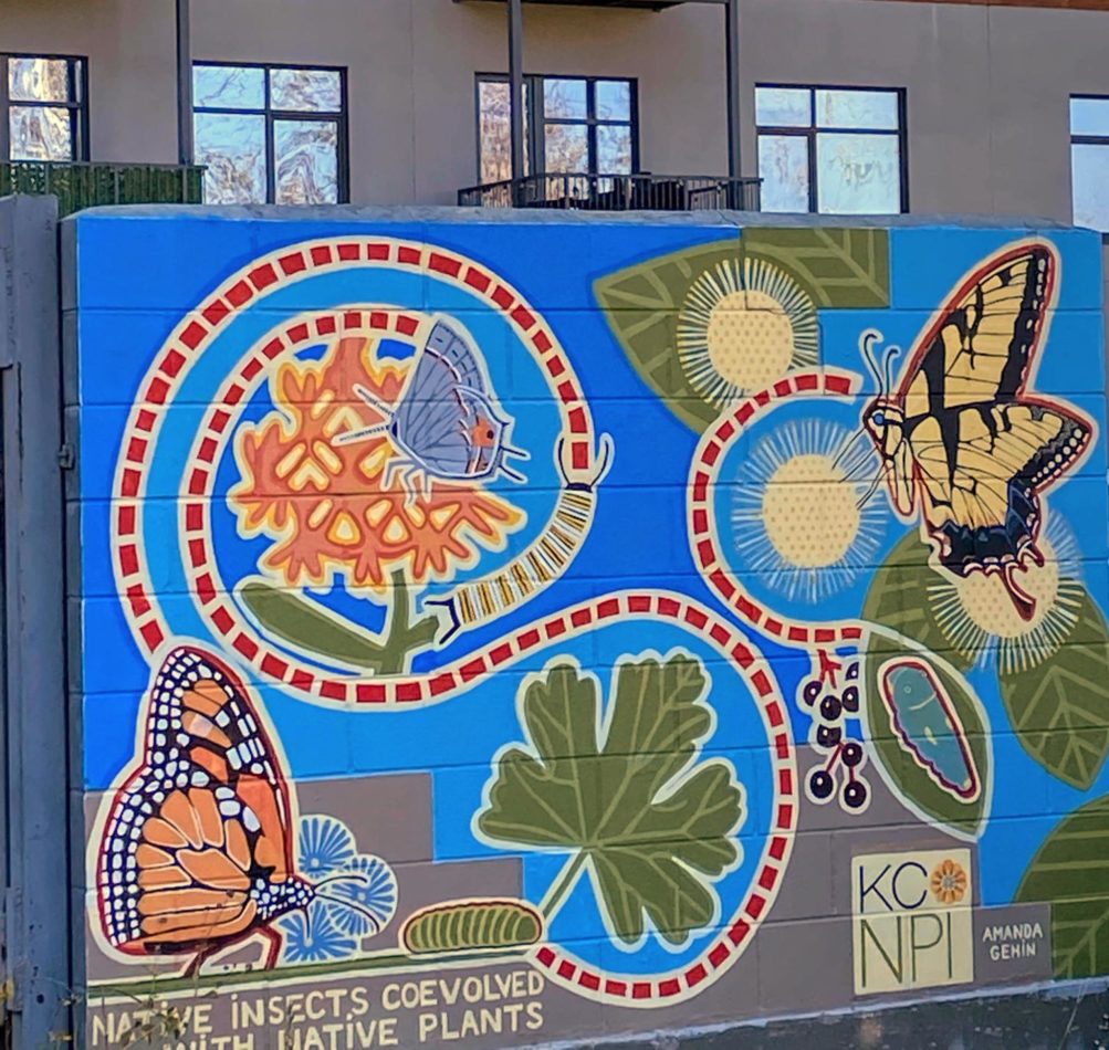 Monarch Butterflies in Kansas City - Urban Hikes KC